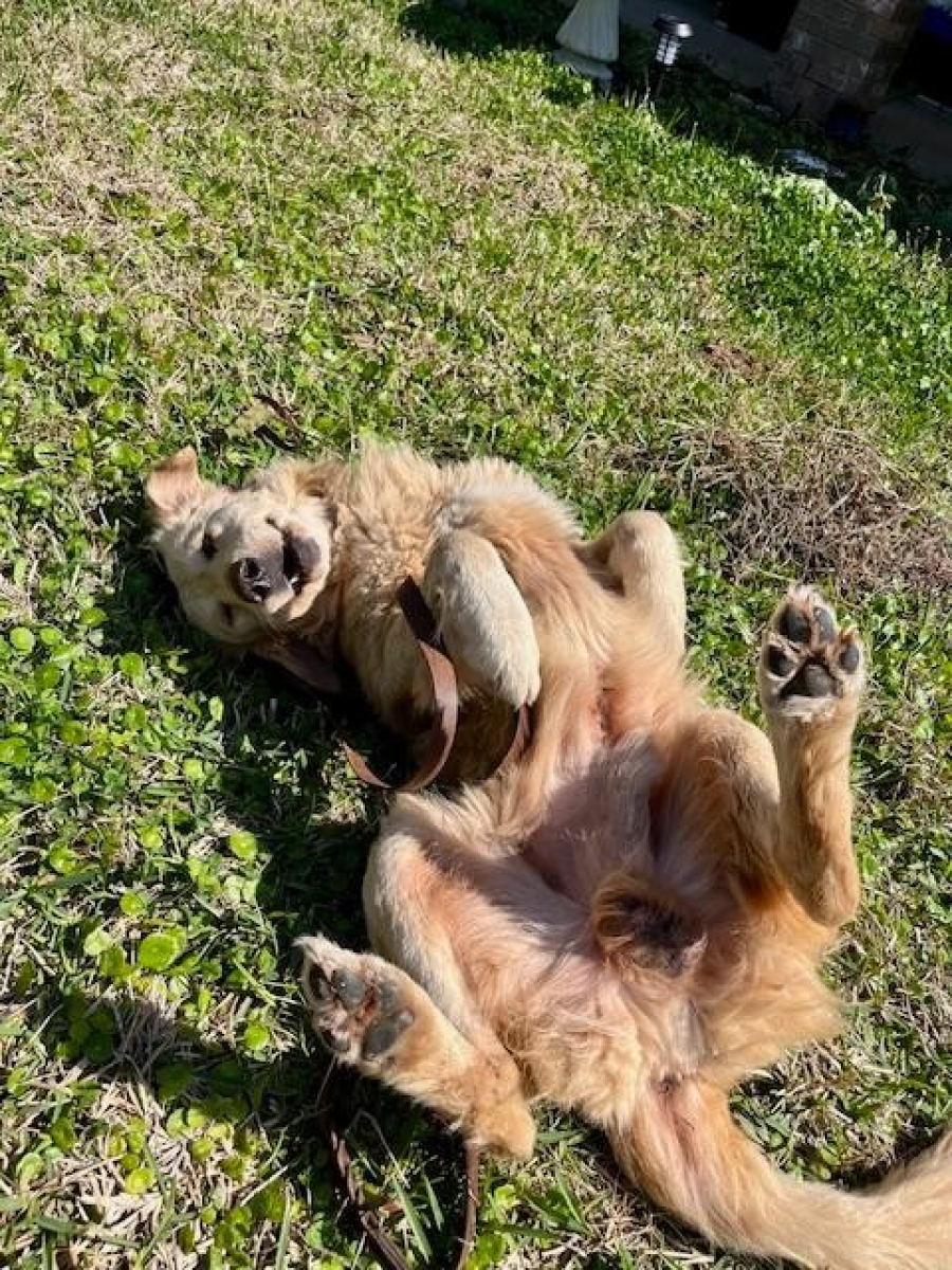 Monty - Adopted Goldens - - Adopted Goldens